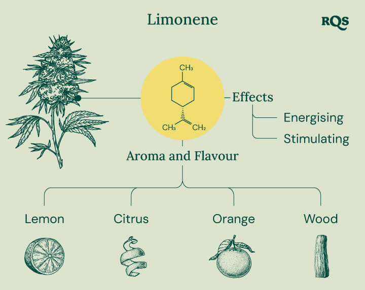 Learn About the Limonene Cannabis Terpene - RQS Blog